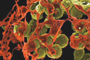Microbes, They're Everywhere